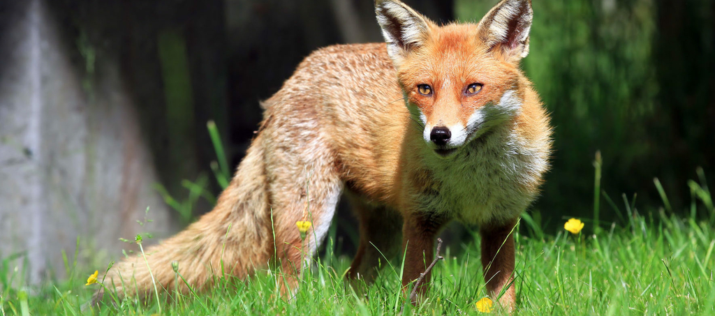 Renard - Notre Nature