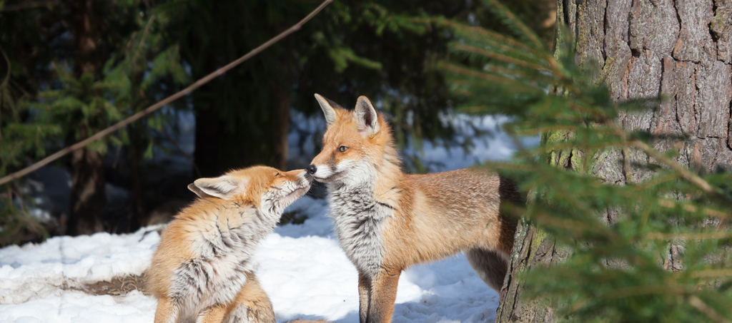 Tout, tout, vous saurez tout sur les renards