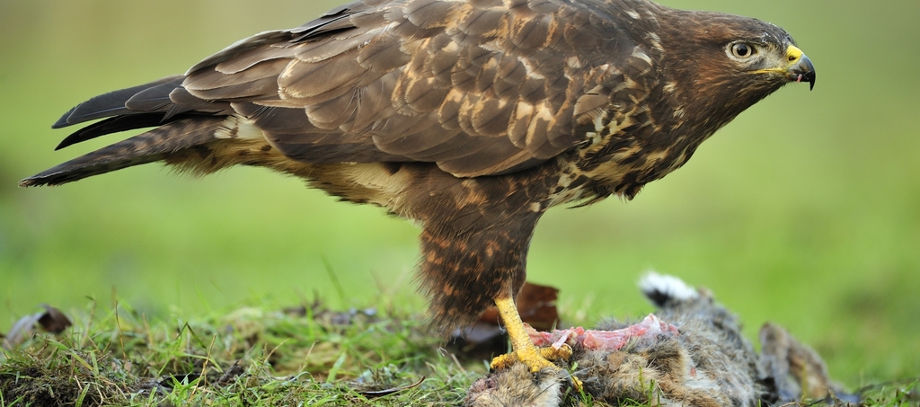 Buse variable - Notre Nature