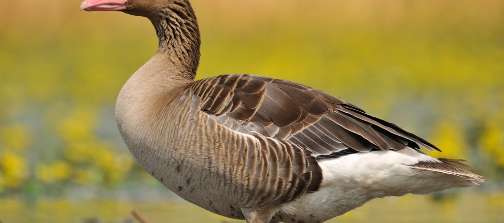 Oie cendrée - Notre Nature