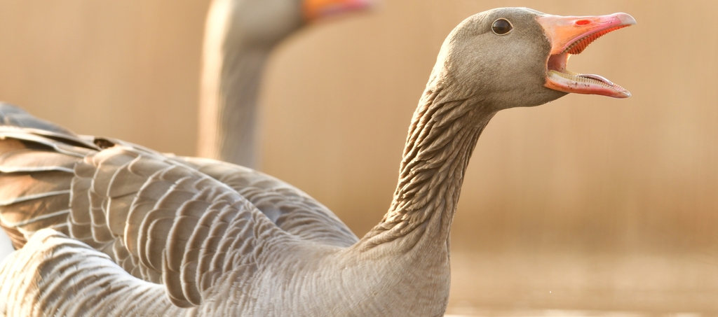 Les oies sont-elles réellement bêtes ? - Notre Nature