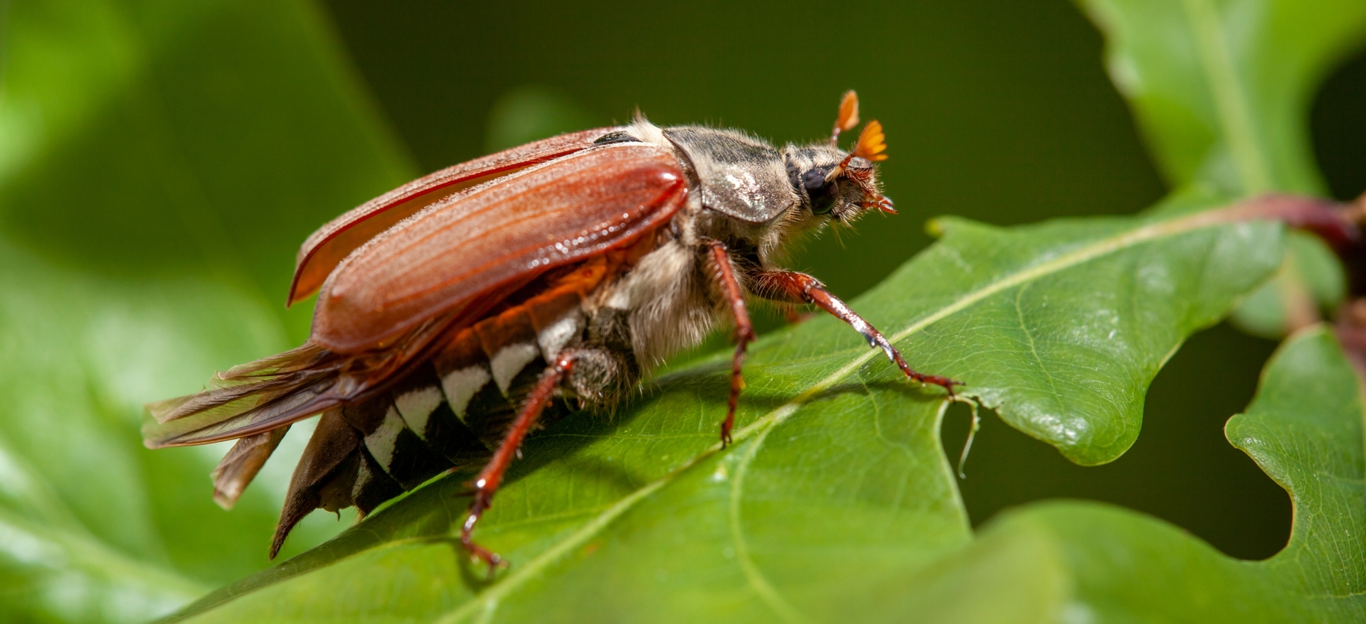 Hanneton commun - Notre Nature