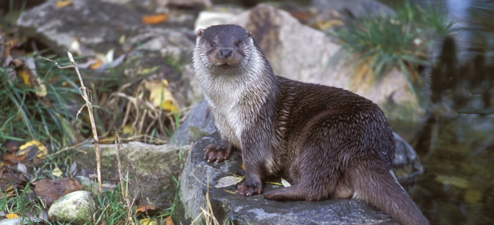Loutre d'Europe