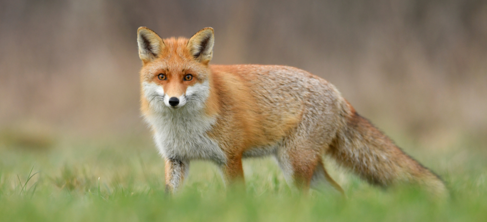 Le mystérieux pelage du renard vu de près - Notre Nature
