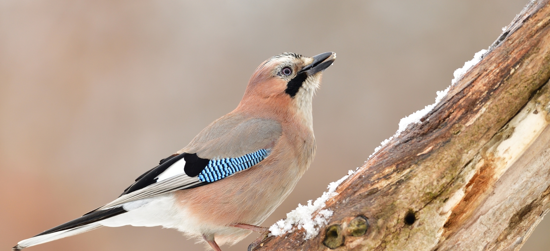 Geai des chênes - Notre Nature