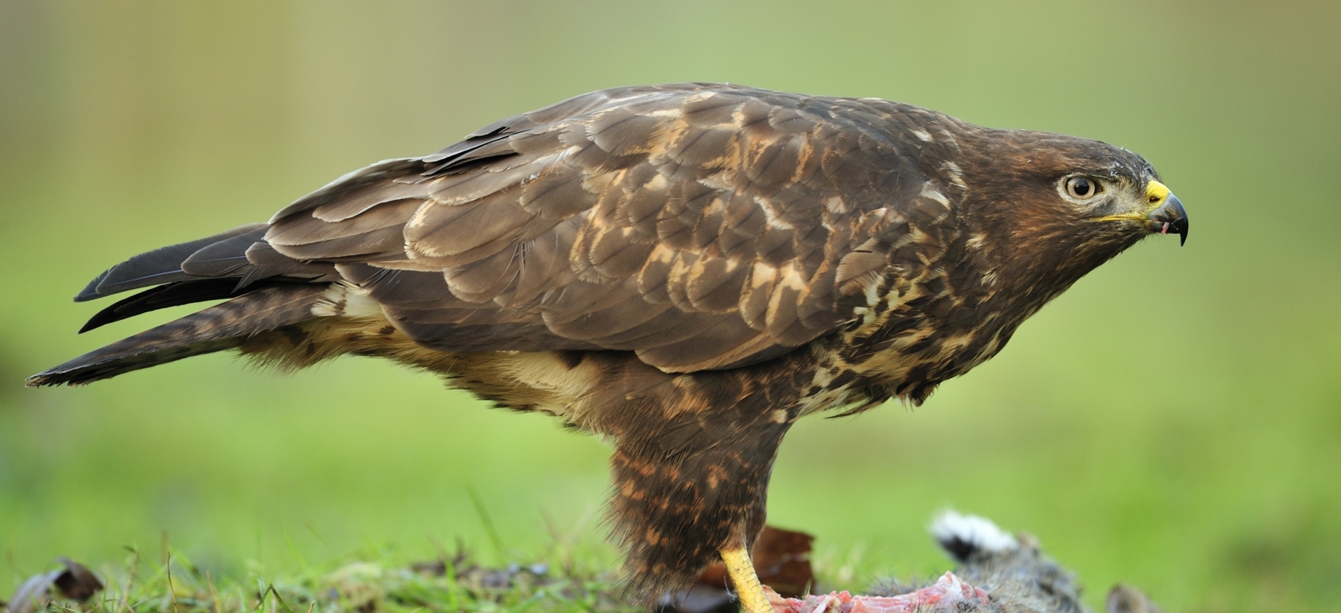 Buse variable - Notre Nature