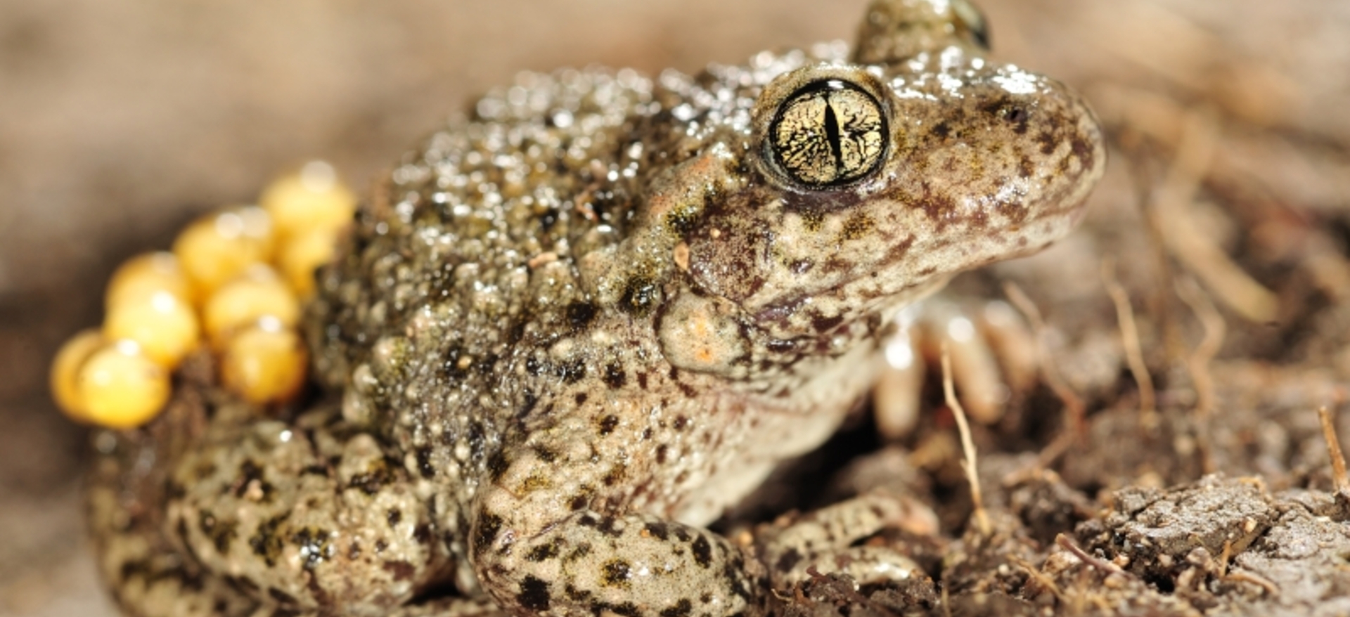 Alyte accoucheur - Notre Nature