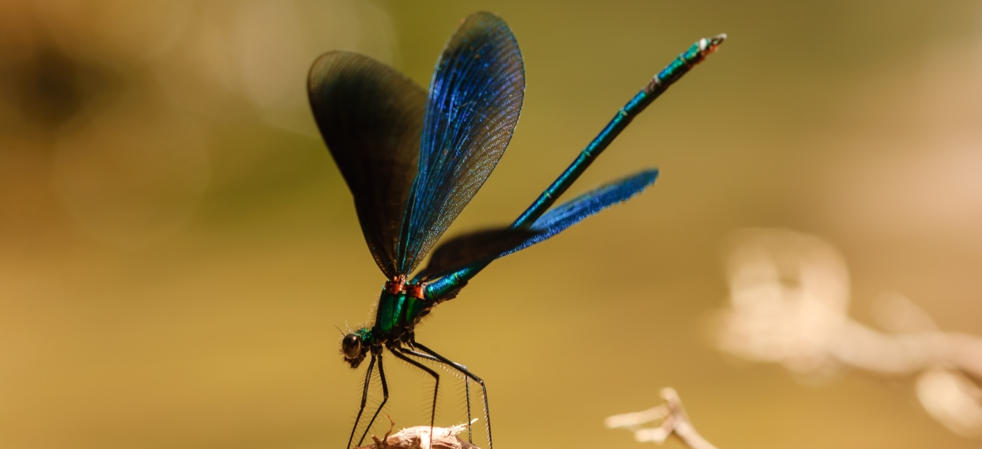 10 choses à savoir sur les libellules - Notre Nature