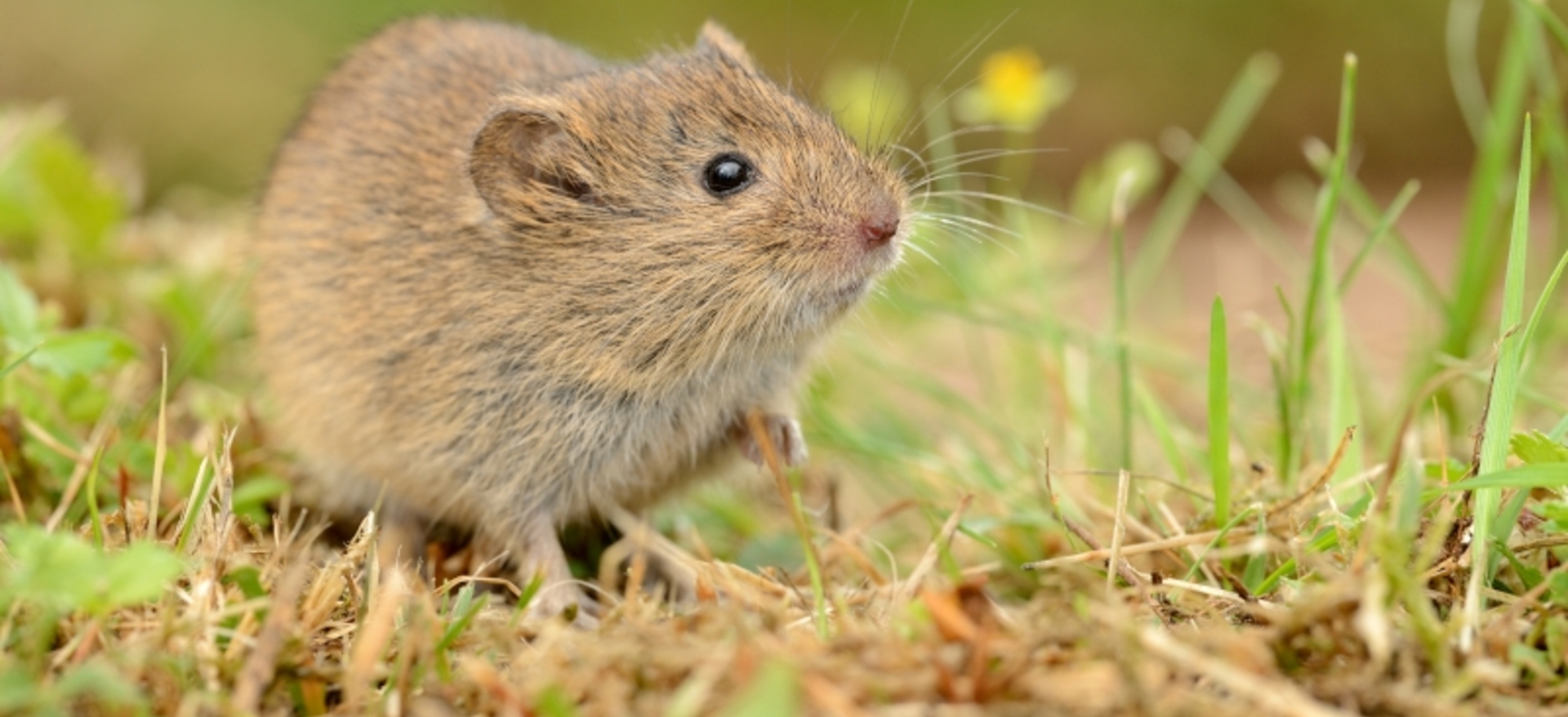 Campagnol des champs - Notre Nature