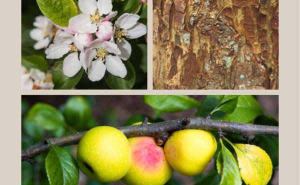 Le pommier sauvage, un habitant discret des forêts - Notre Nature