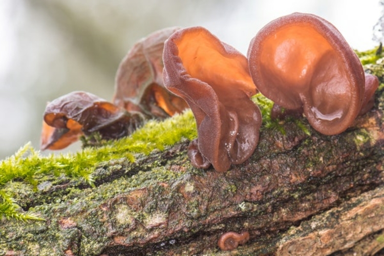 Notre Nature au pays des champignons - Notre Nature