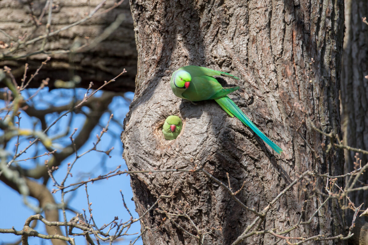 Perruche à collier - Notre Nature
