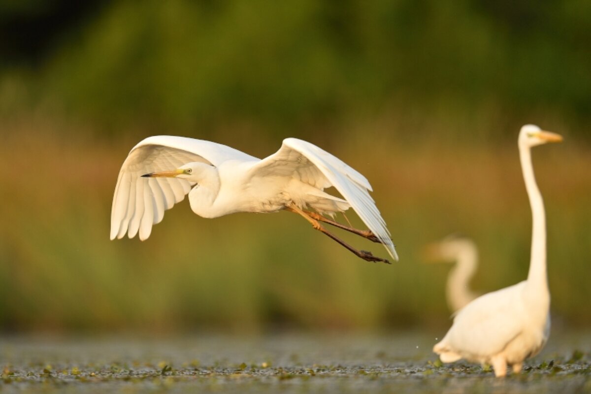 La grande aigrette - Notre Nature