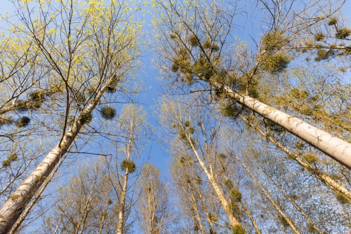 Tout ce qu'il faut savoir sur le gui - Notre Nature