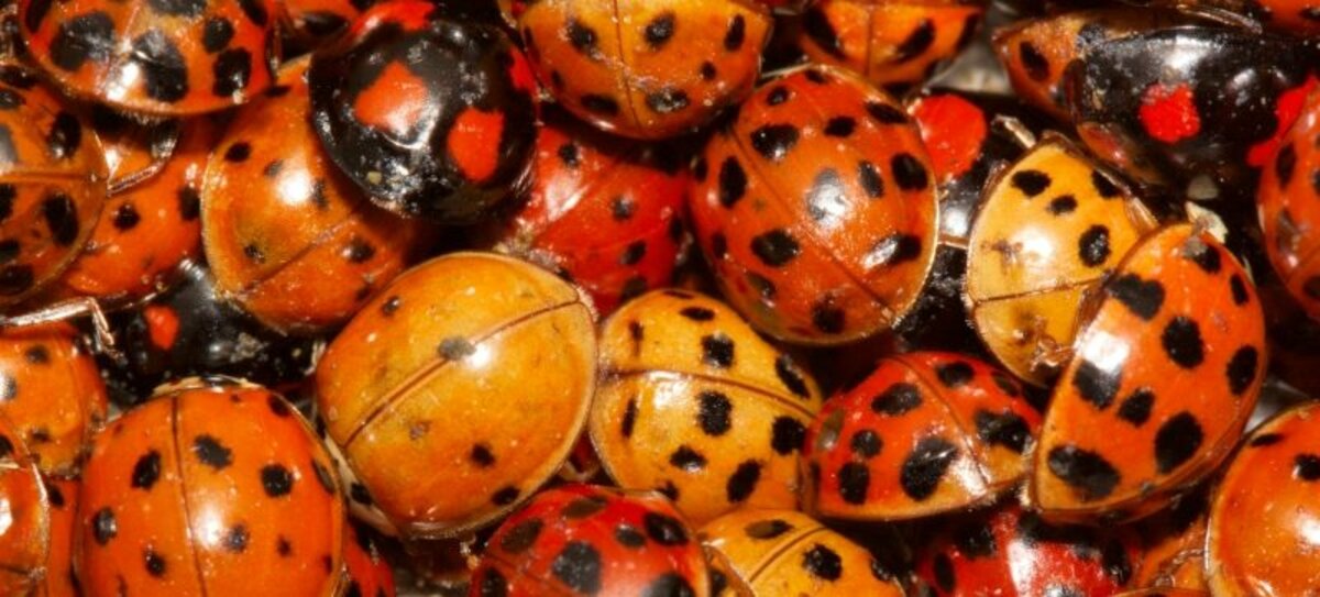 Insecte Carapace Rouge Dans Maison | Ventana Blog