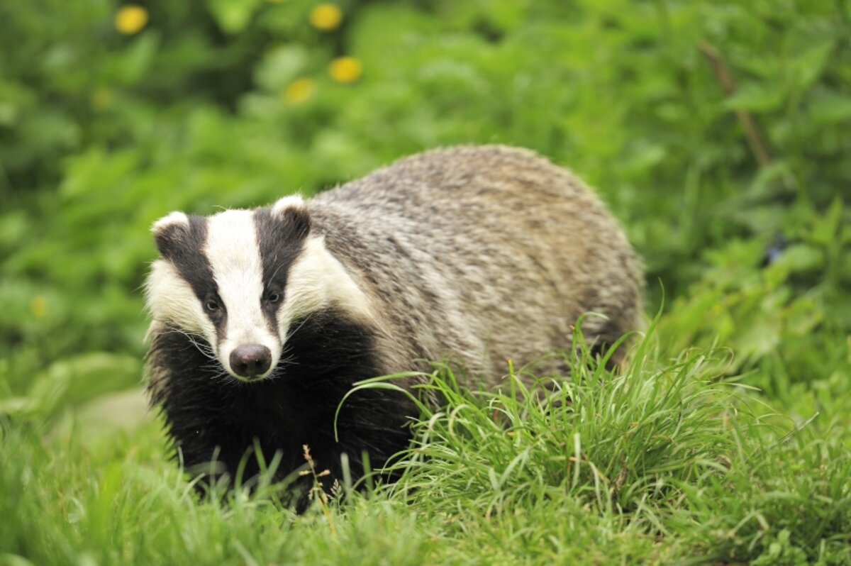 Blaireau - Notre Nature