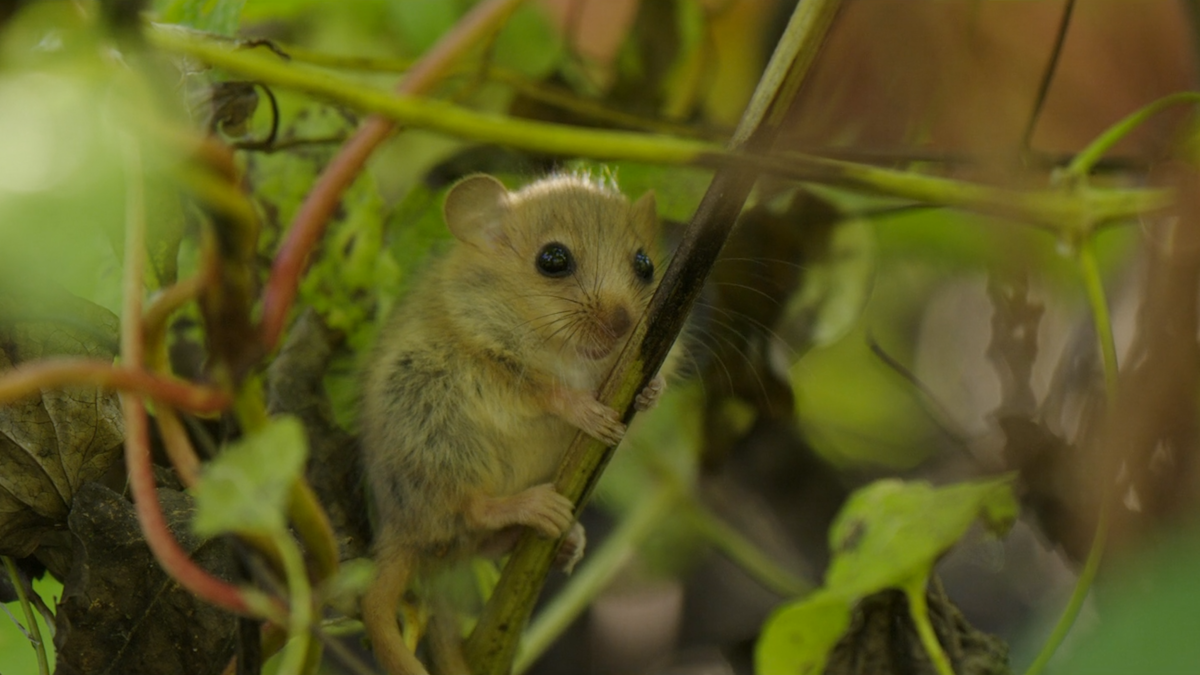 Les humains sont des animaux, mais les animaux sont-ils aussi humains ...