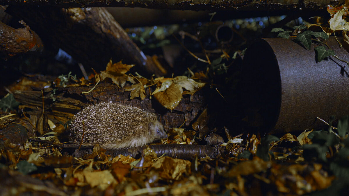 Hérisson urbain cherche refuge pour hiberner - Notre Nature