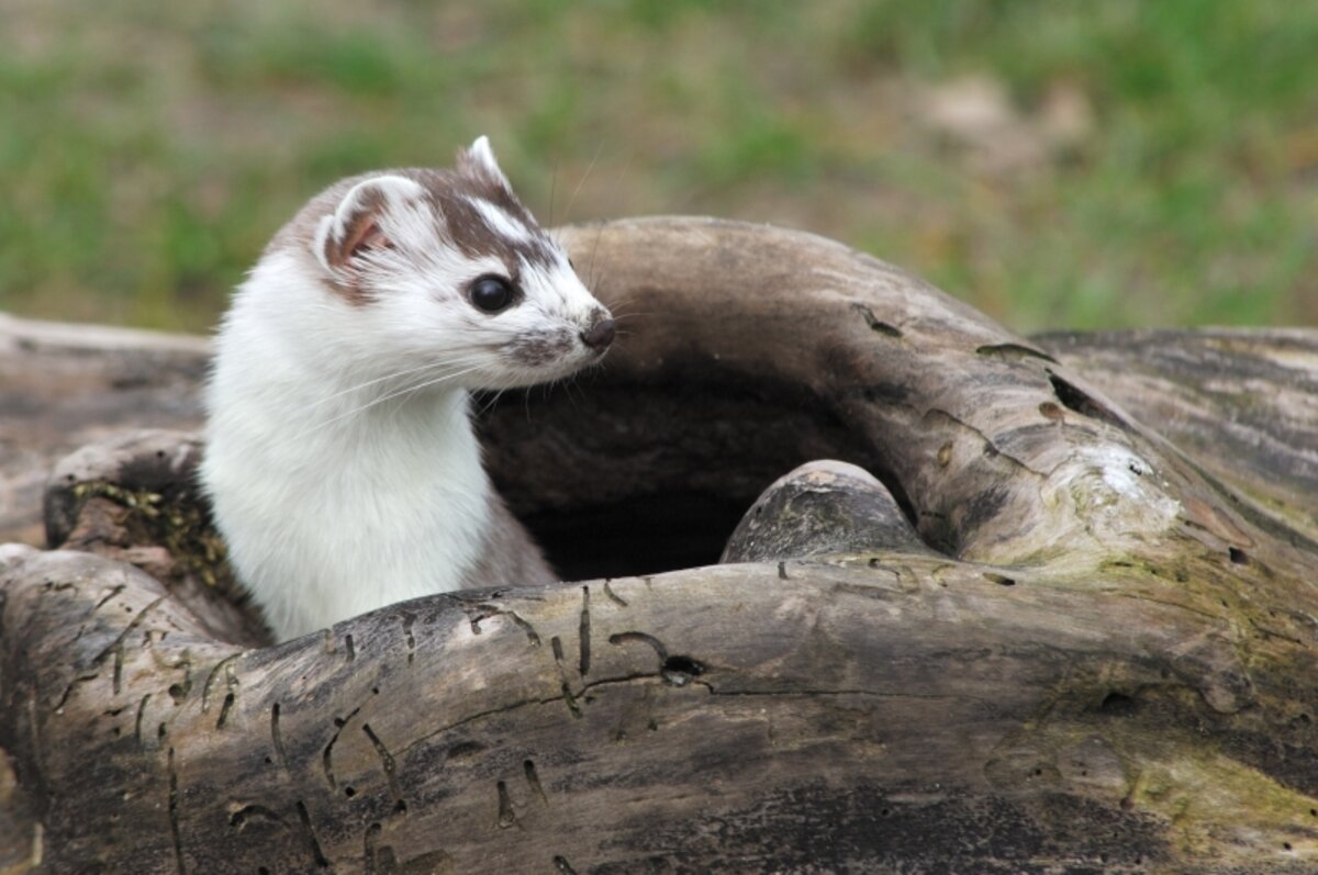 La reine de l’hiver : l’hermine - Notre Nature