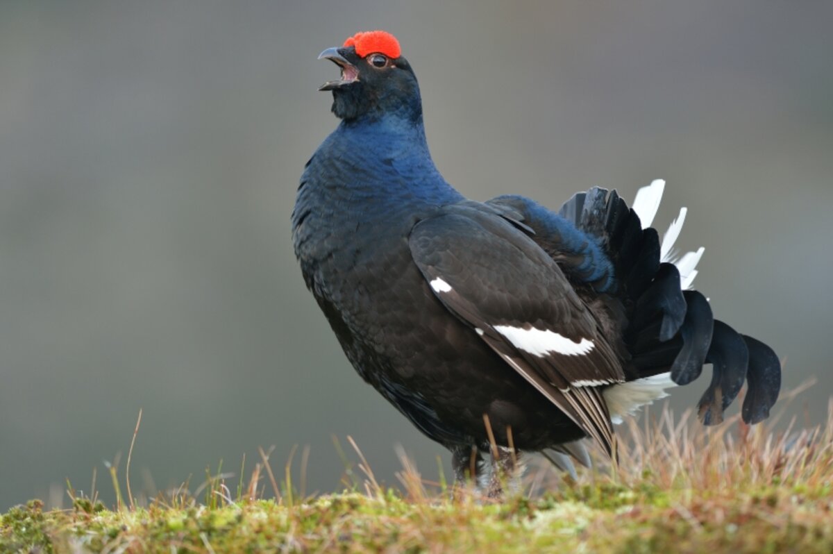Que sont devenus les tétras lyres des Hautes Fagnes ? - Notre Nature