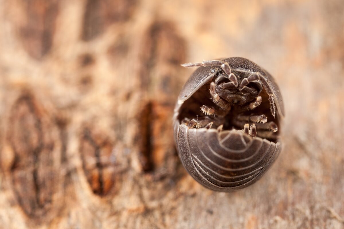 Propre comme un cochon (de cave)