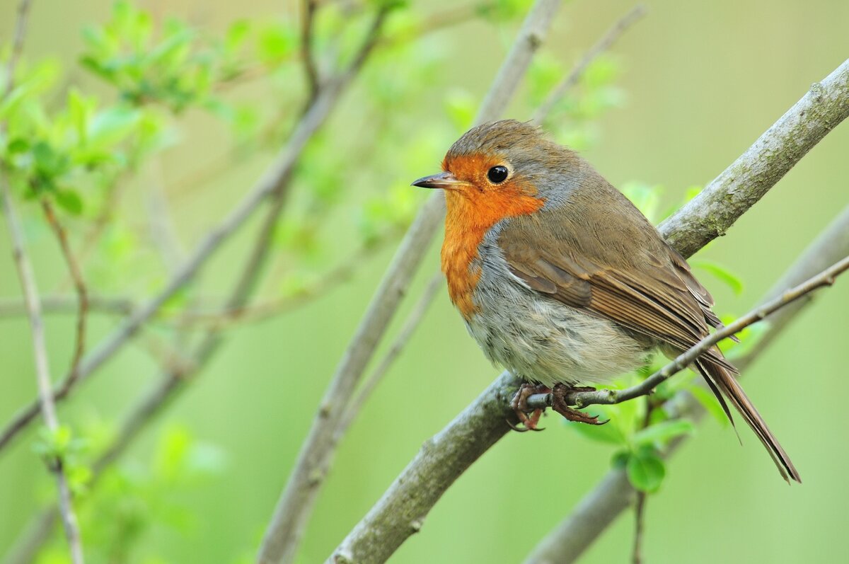 10 anecdotes que vous ignoriez sur le rouge-gorge - Notre Nature