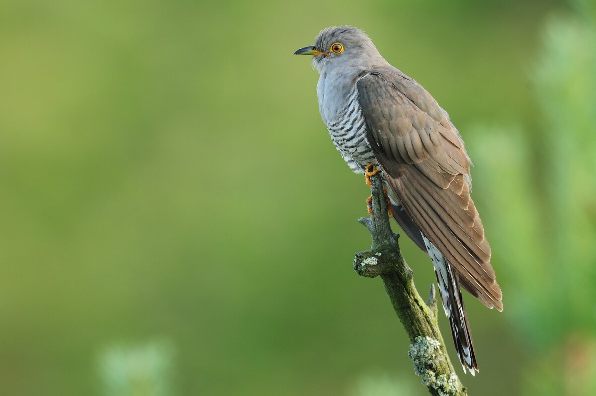 Coucou gris - Notre Nature