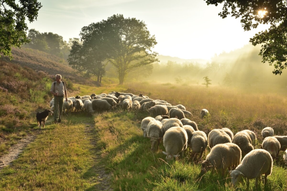 Zoom sur l'un de nos ruminants : le mouton - Notre Nature