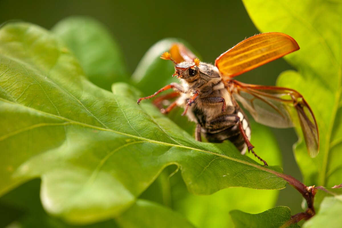 Hanneton commun - Notre Nature