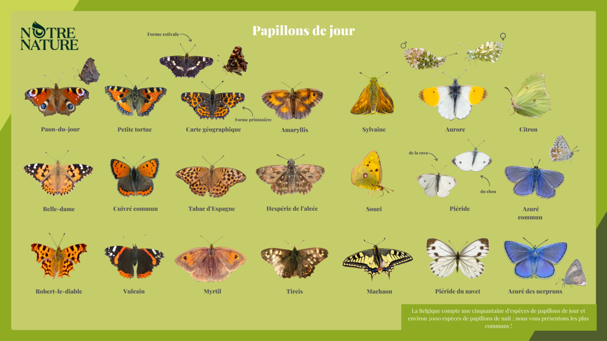 Quels papillons vivent dans votre jardin ? - Notre Nature