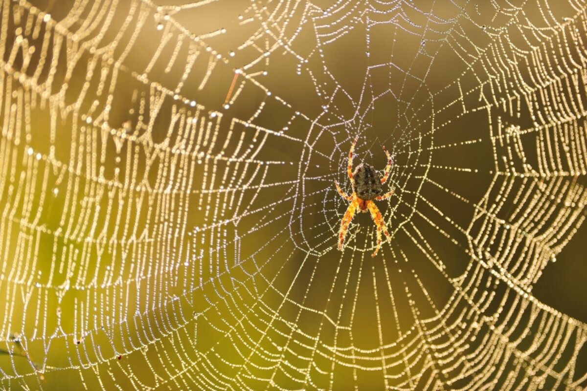 À chaque araignée sa toile (ou presque) - Notre Nature