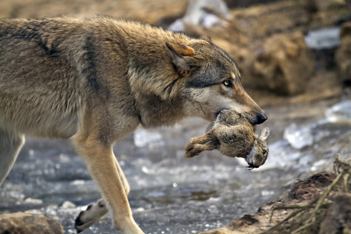Que mange un loup solitaire ? - Notre Nature