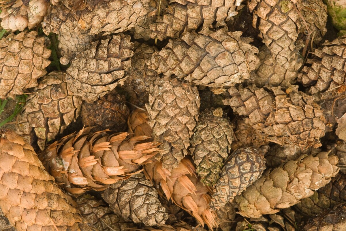 De quels arbres proviennent les pommes de pin rondes ? - Notre Nature